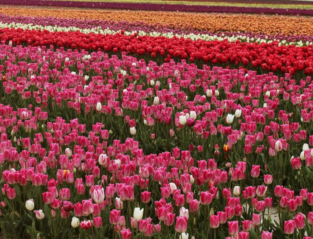 Canada’s Largest Tulip Festival is Back – Bigger & Better Than Ever! 🌷 ...